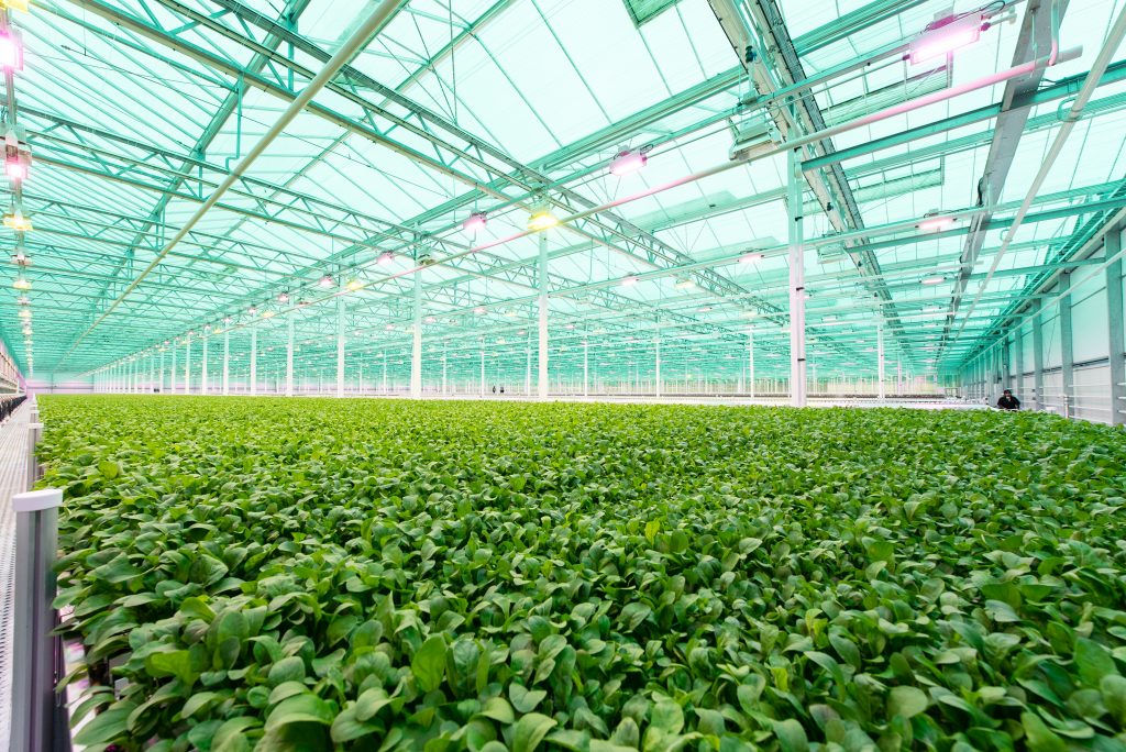 The Local Lettuce Locals Love: Little Leaf Farms (NBC Boston) - Little ...