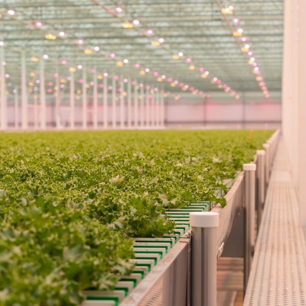 News - Little Leaf Farms